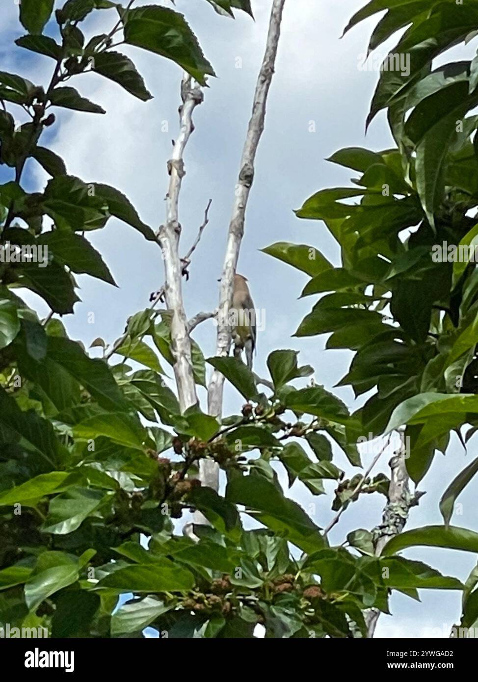 Cedar Waxwing (Bombycilla cedrorum Stock Photo - Alamy