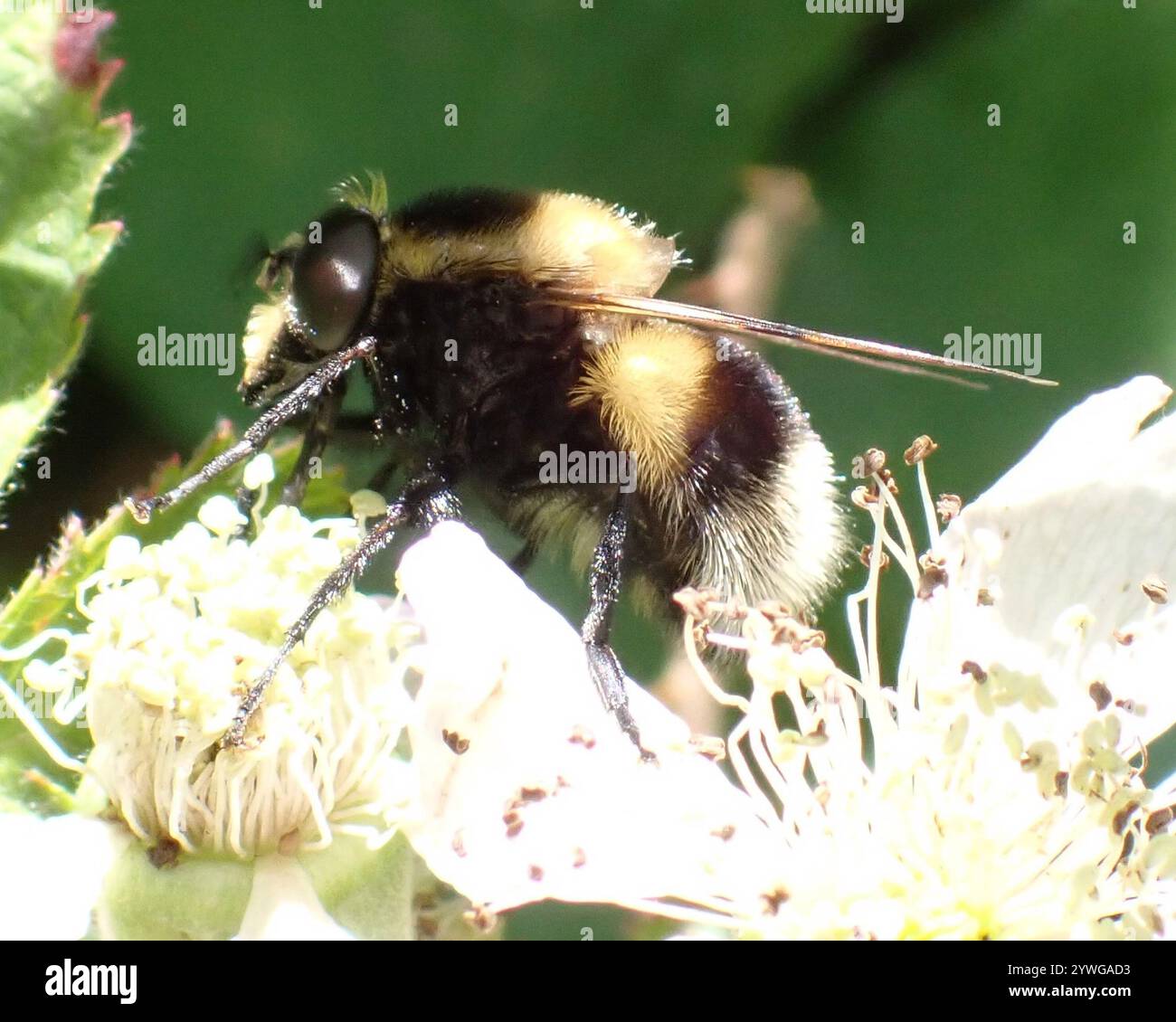 Bumble Bee Hover Fly (Volucella bombylans Stock Photo - Alamy