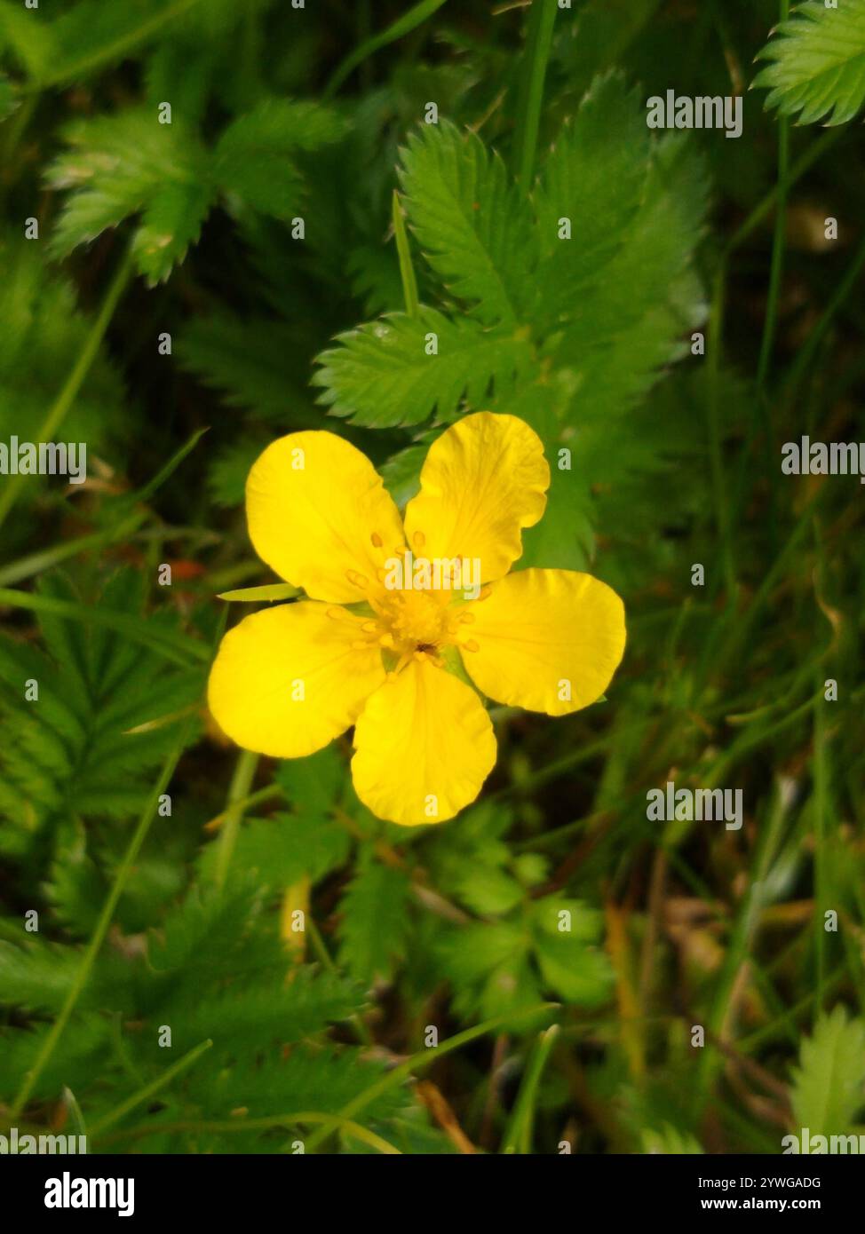 common silverweed (Argentina anserina Stock Photo - Alamy