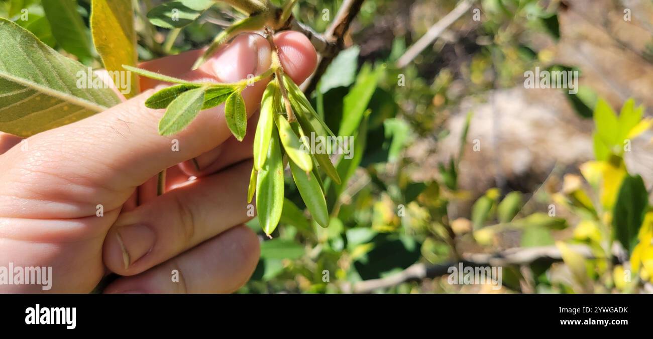 velvet ash (Fraxinus velutina Stock Photo - Alamy