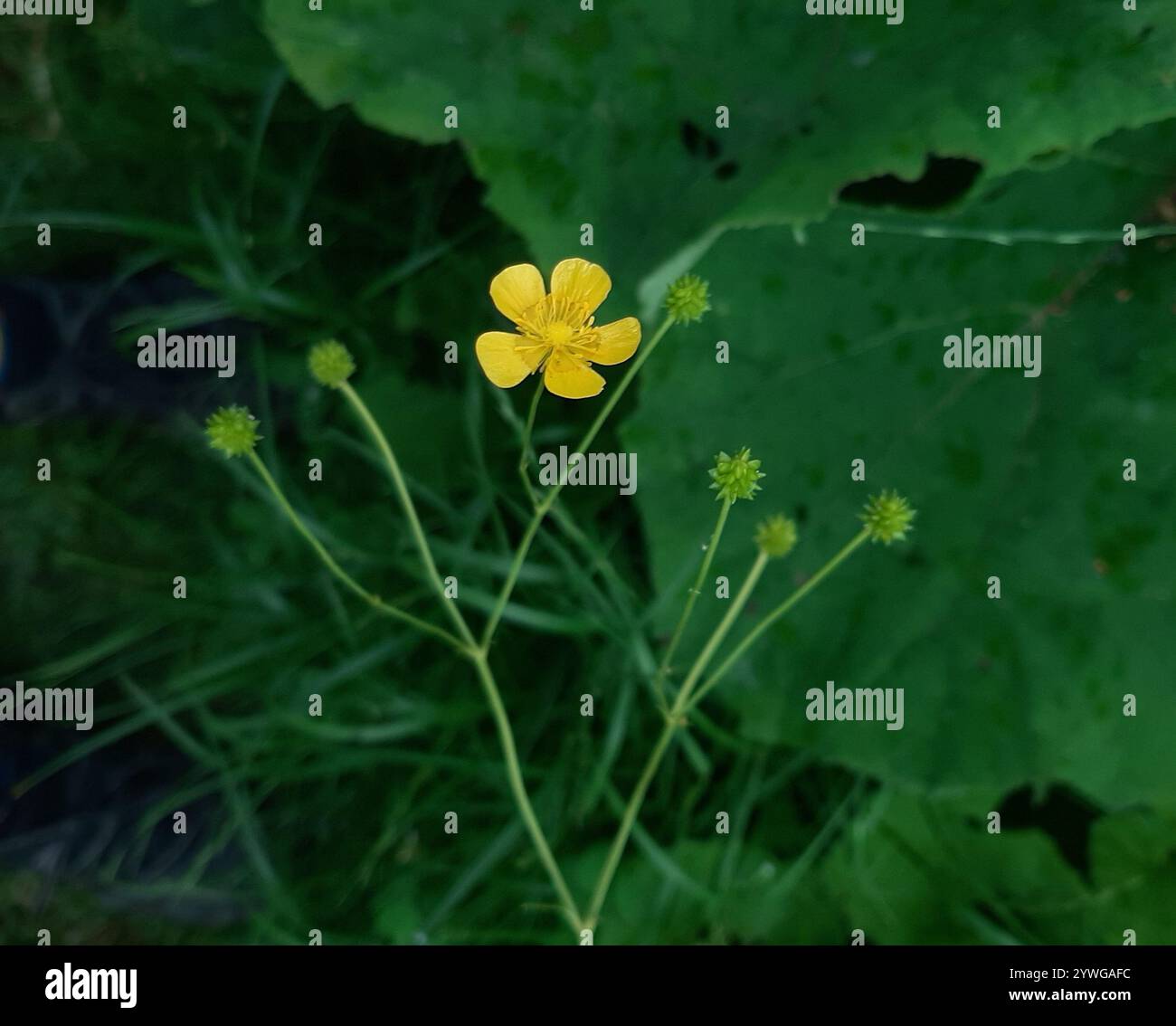 Goldilocks Buttercup (Ranunculus auricomus Stock Photo - Alamy