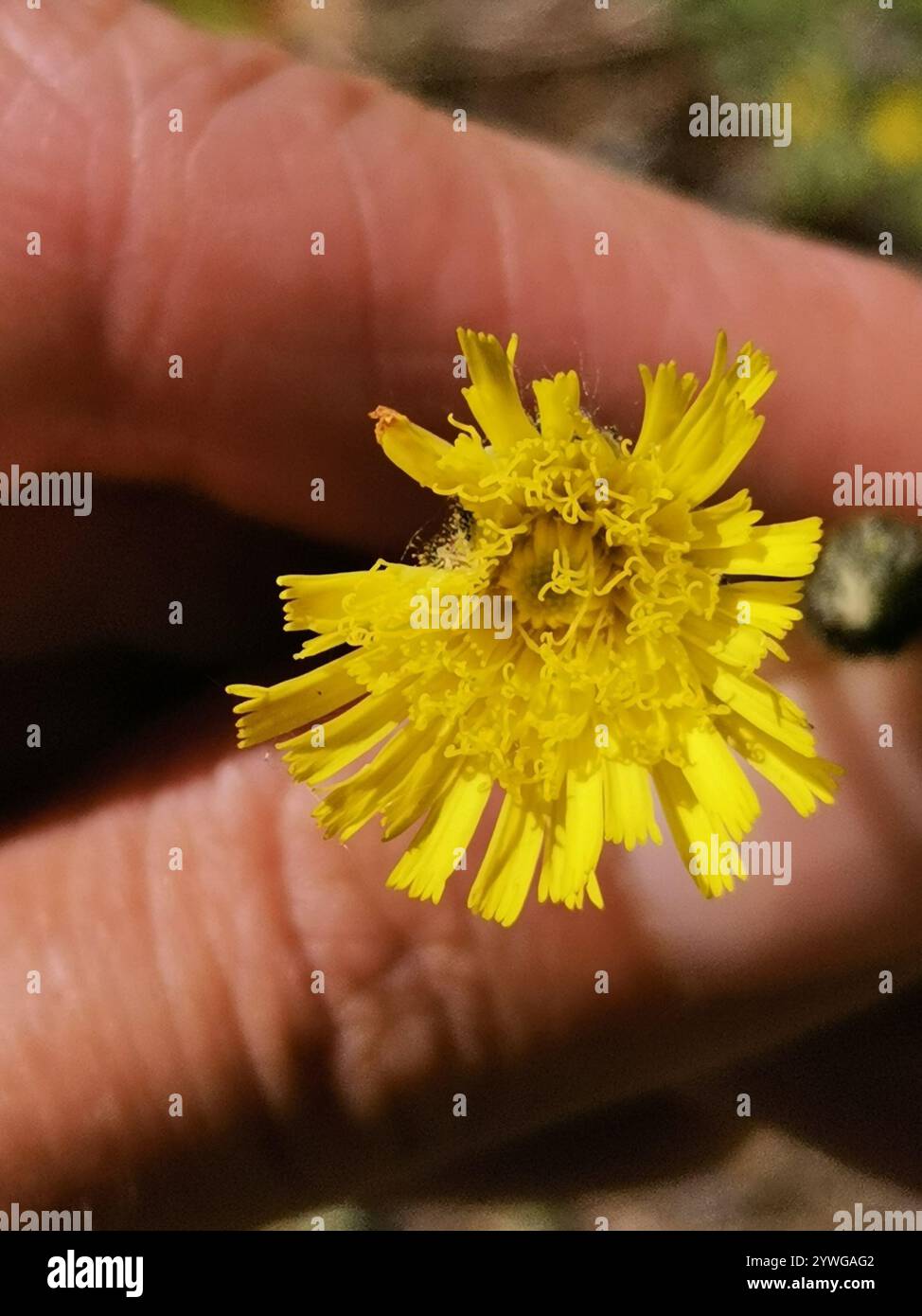 mouse-eared hawkweed (Pilosella officinarum Stock Photo - Alamy