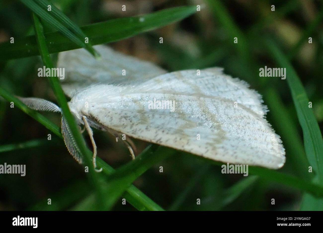 Northern Wave Moth (Cabera exanthemata Stock Photo - Alamy