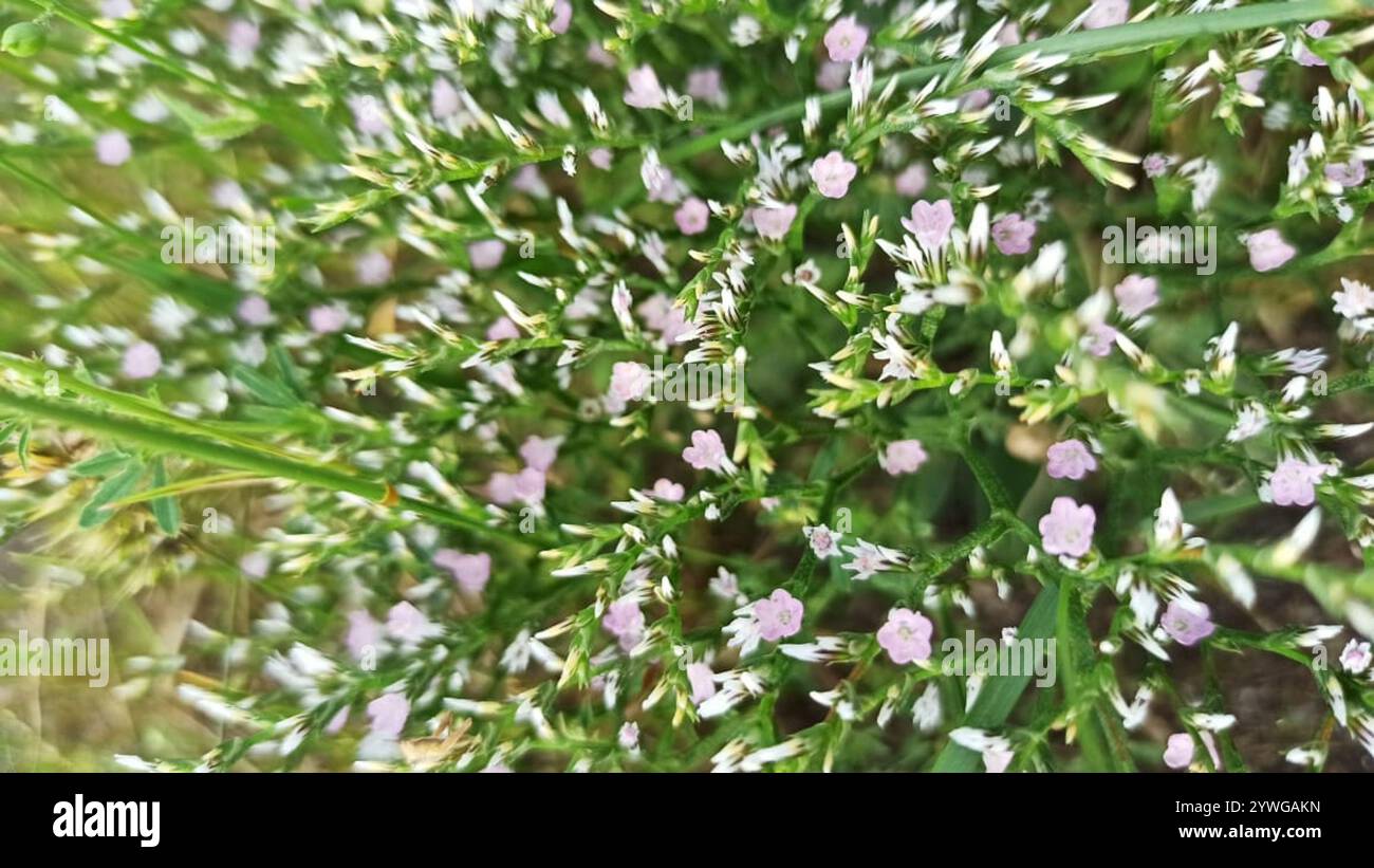 German Statice (Goniolimon tataricum Stock Photo - Alamy