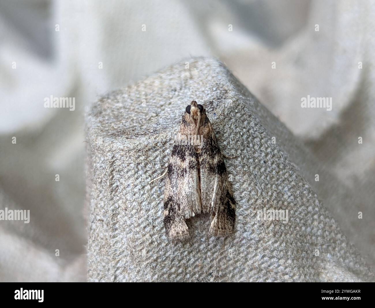 Euzophera hi-res stock photography and images - Alamy