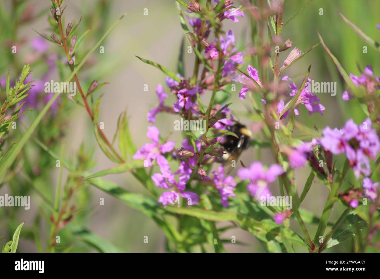 Wanded Loosestrife (Lythrum virgatum Stock Photo - Alamy