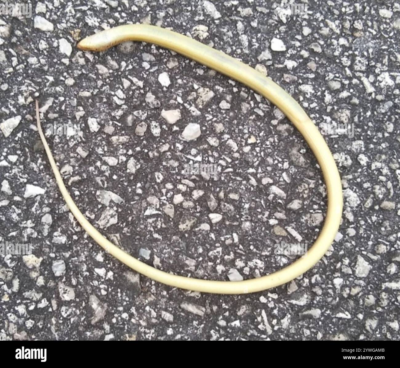 Eastern Glass Lizard (Ophisaurus ventralis Stock Photo - Alamy