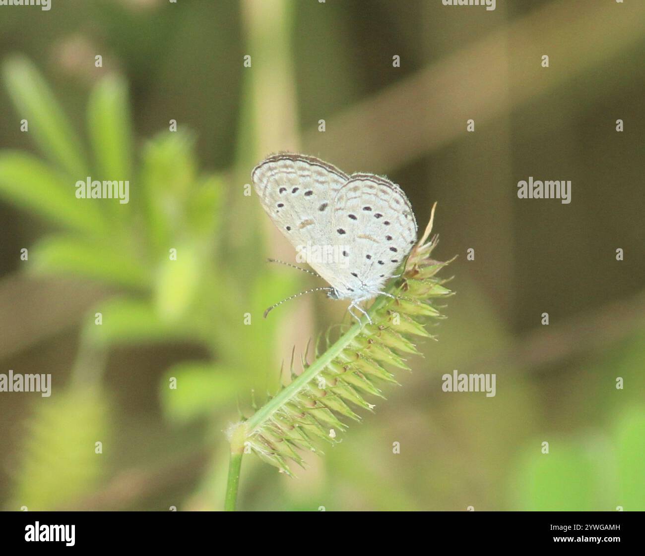 Tiny Grass Blue (Zizula hylax Stock Photo - Alamy
