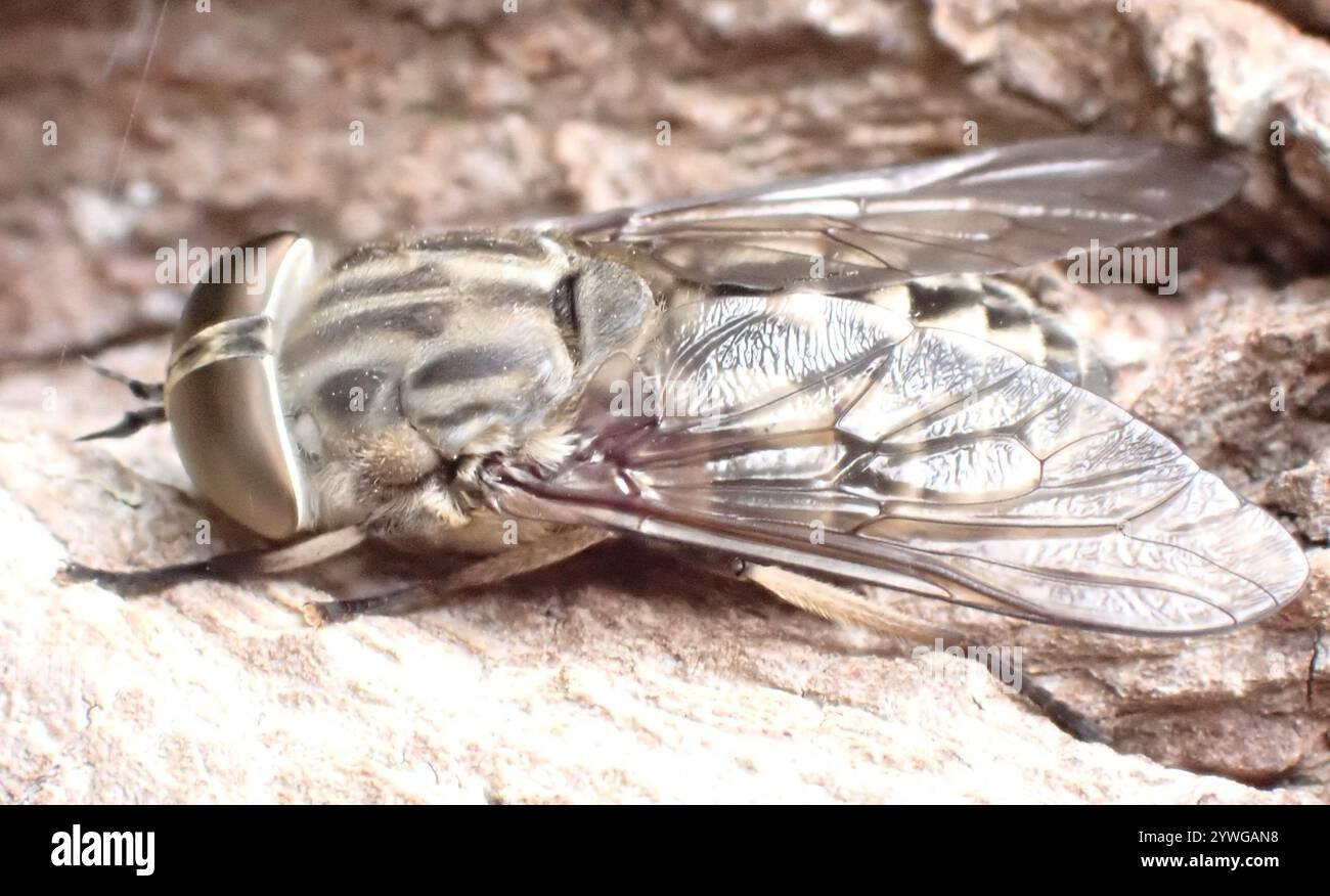 Large Marsh Horse Fly (Tabanus autumnalis Stock Photo - Alamy