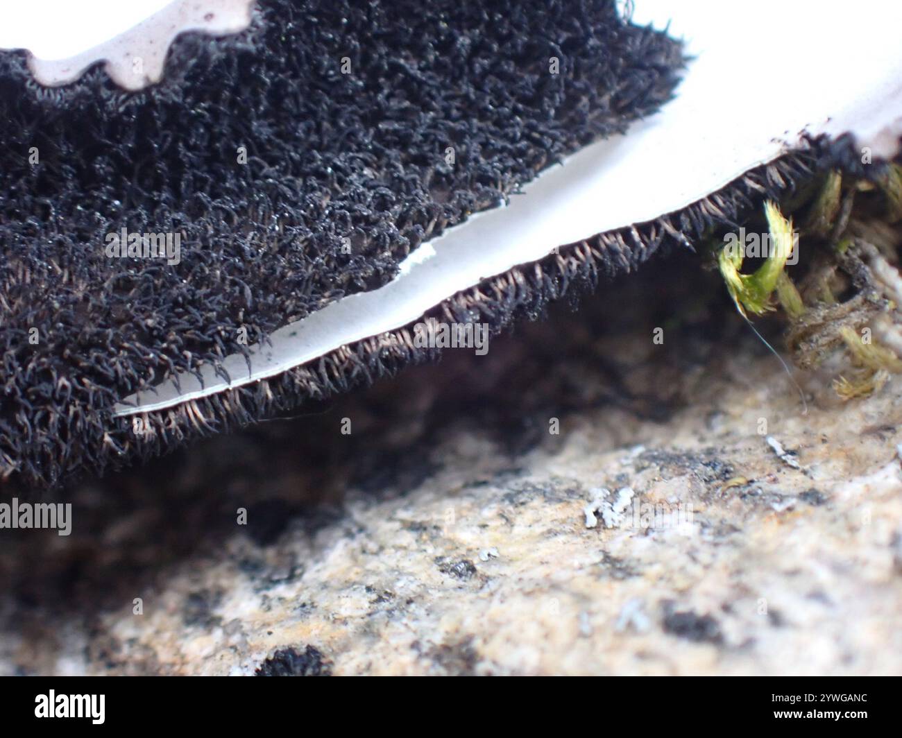 Frosted Rock Tripe (Umbilicaria americana Stock Photo - Alamy
