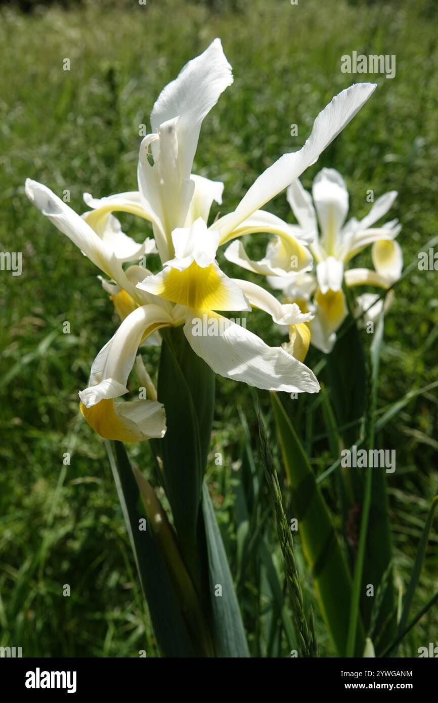 Turkish Iris (Iris orientalis Stock Photo - Alamy