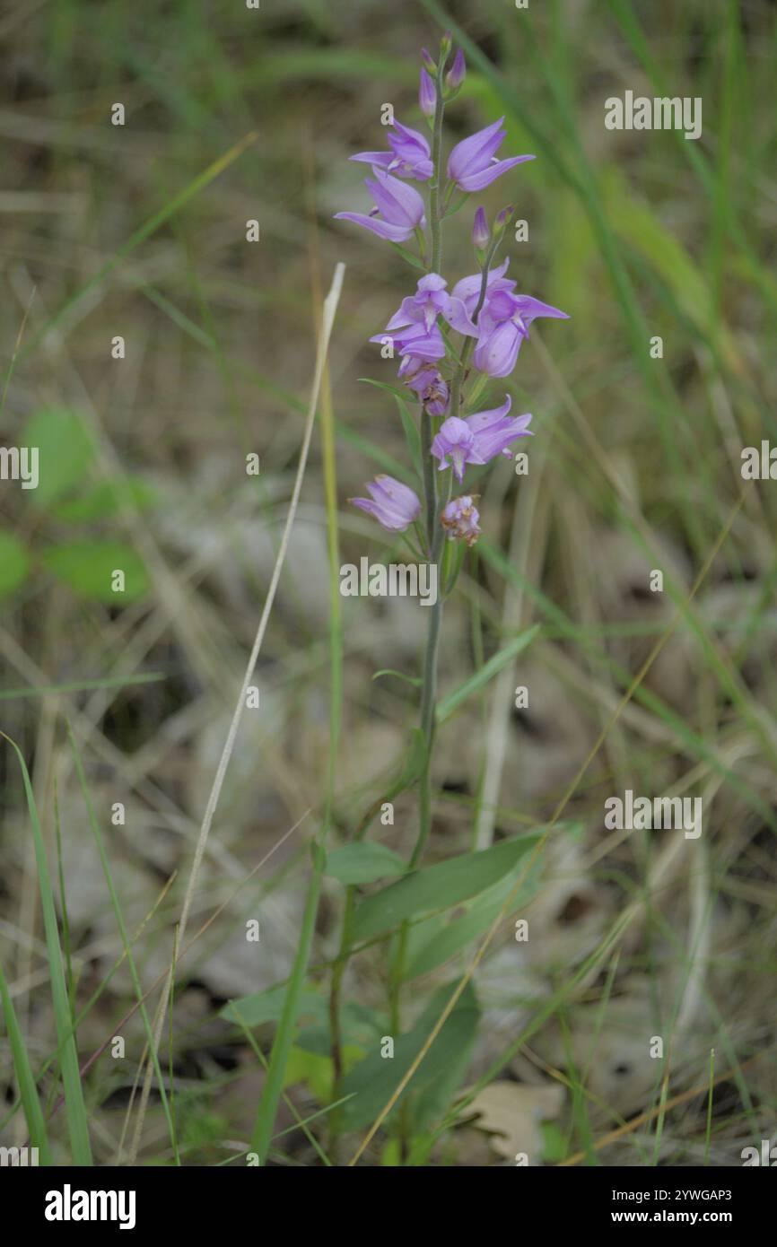 Red Helleborine (Cephalanthera rubra Stock Photo - Alamy