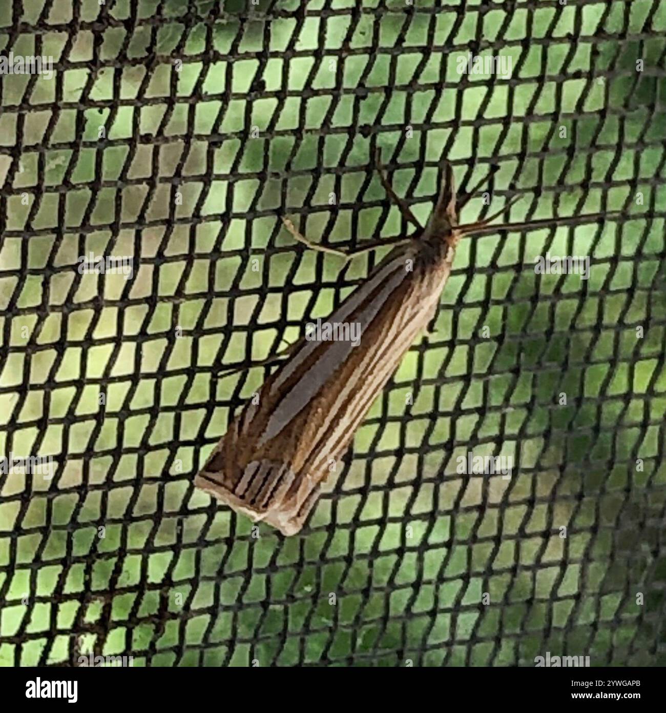 Eastern Grass-veneer (Crambus laqueatellus Stock Photo - Alamy