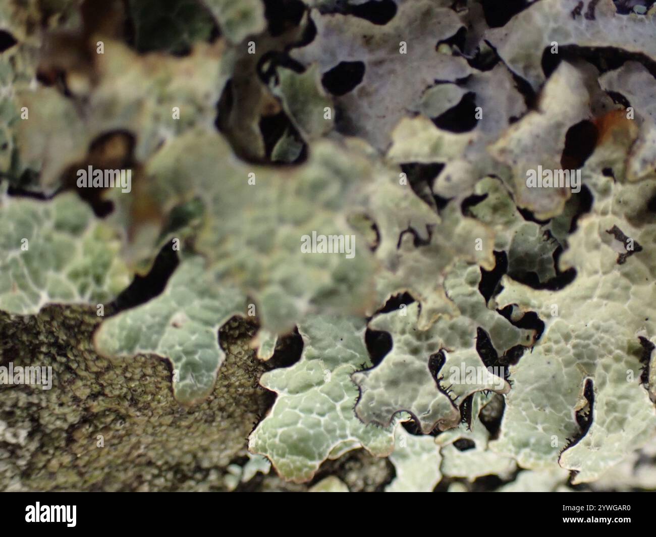 shield lichen (Parmelia sulcata Stock Photo - Alamy