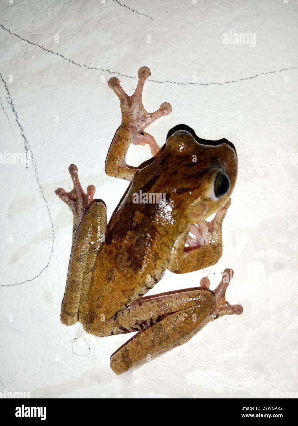 Gladiator Tree Frogs (Boana Stock Photo - Alamy