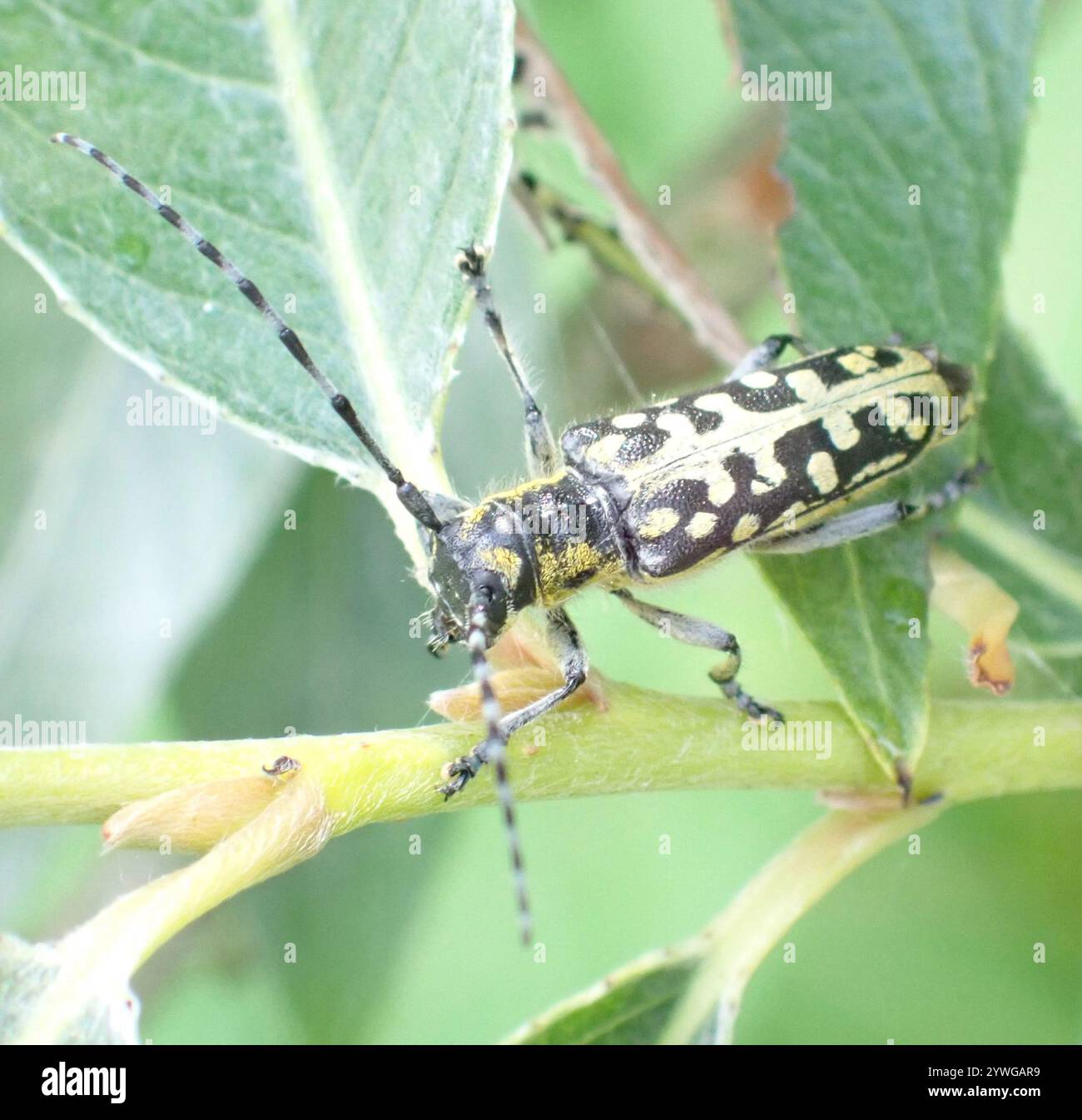 Ladder-marked Longhorn Beetle (Saperda scalaris Stock Photo - Alamy