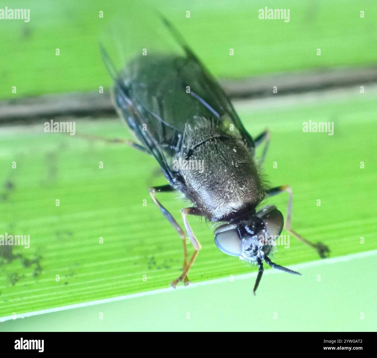 Black Colonel (Odontomyia tigrina Stock Photo - Alamy