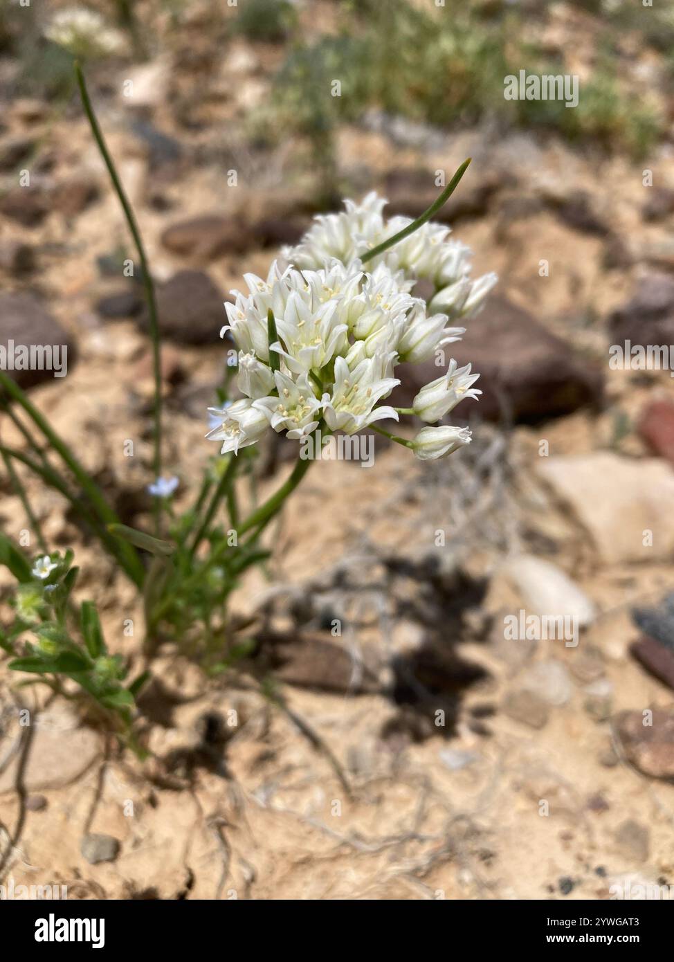Textile onion (Allium textile Stock Photo - Alamy