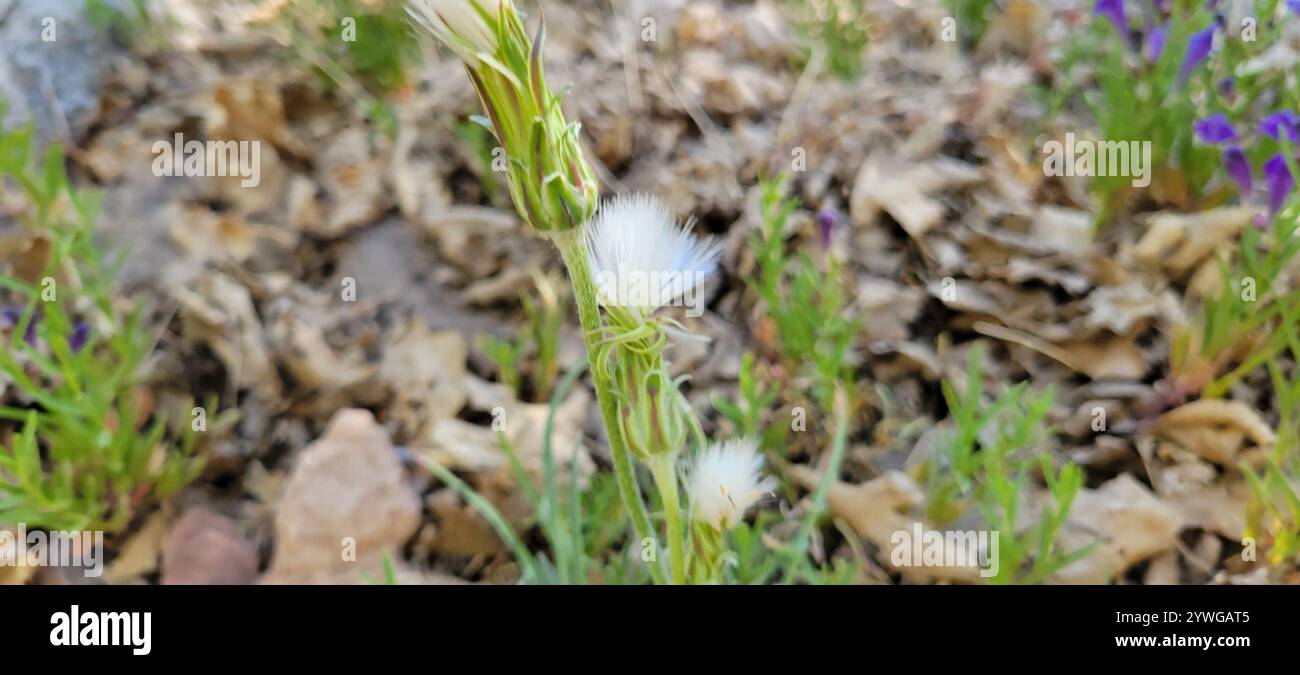 spearleaf agoseris (Agoseris retrorsa Stock Photo - Alamy
