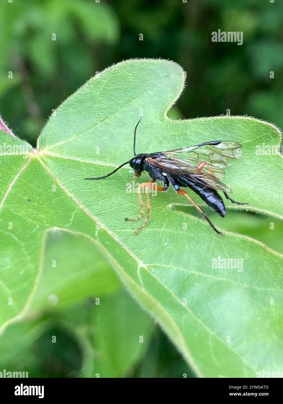 Pimpla rufipes hi-res stock photography and images - Alamy