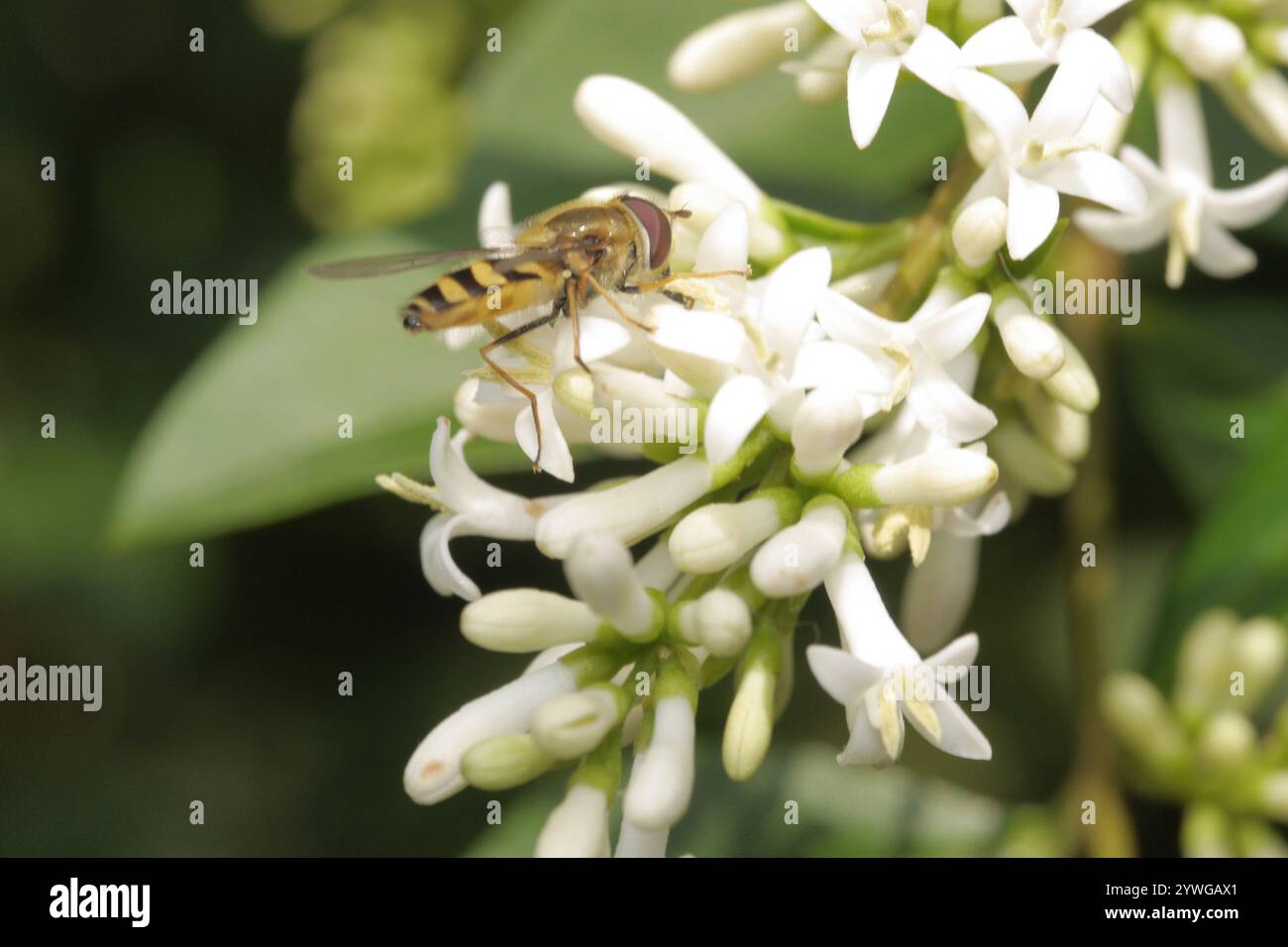 Common Flower Flies (Syrphus Stock Photo - Alamy