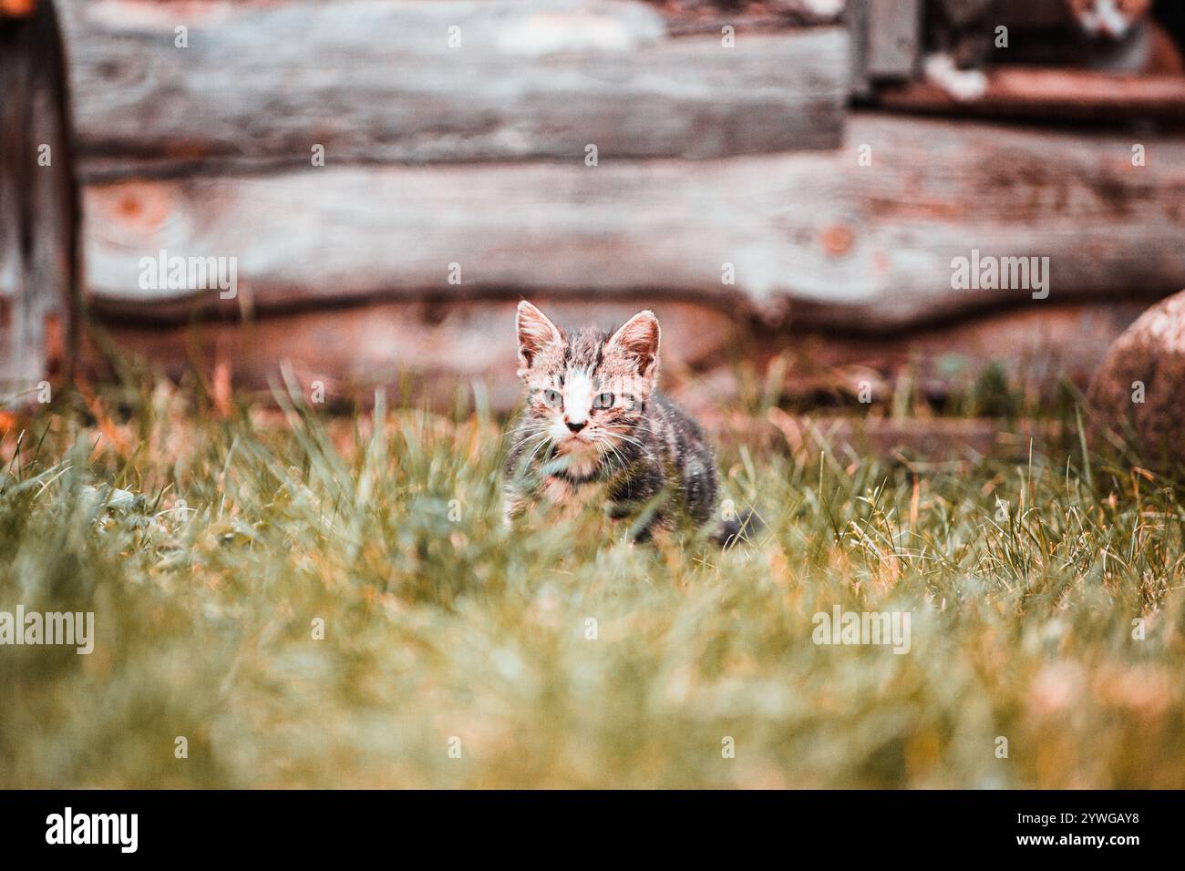 tabby baby cat in a barn Stock Photo - Alamy