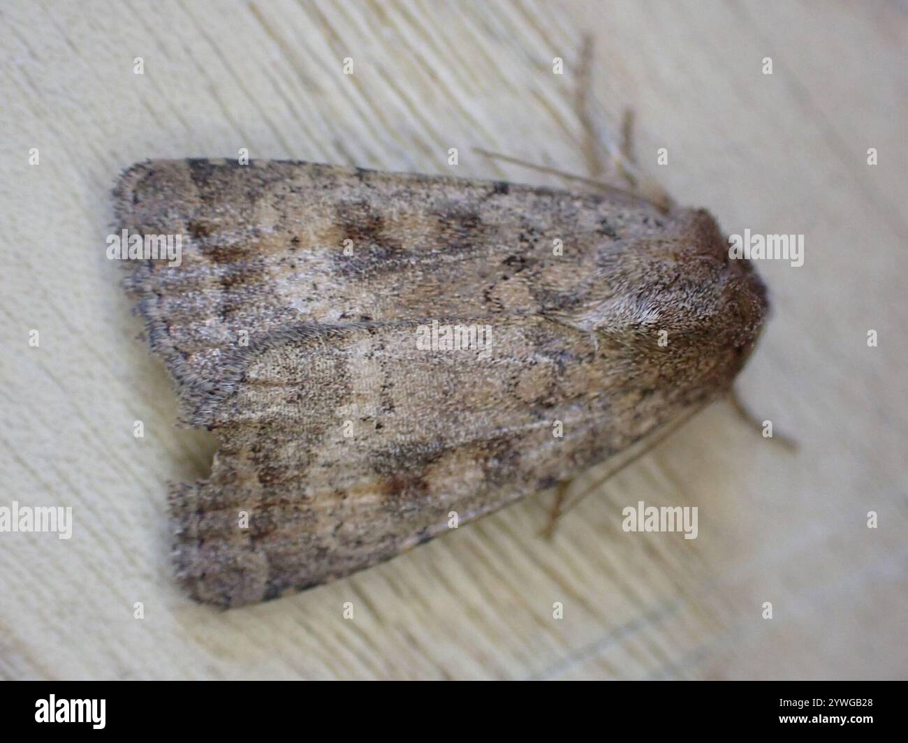 Mottled Rustic (Caradrina morpheus Stock Photo - Alamy