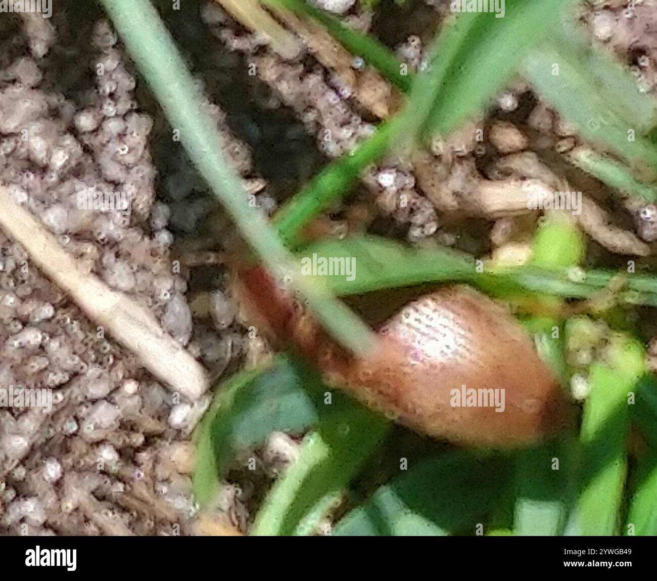 False click beetles hi-res stock photography and images - Alamy