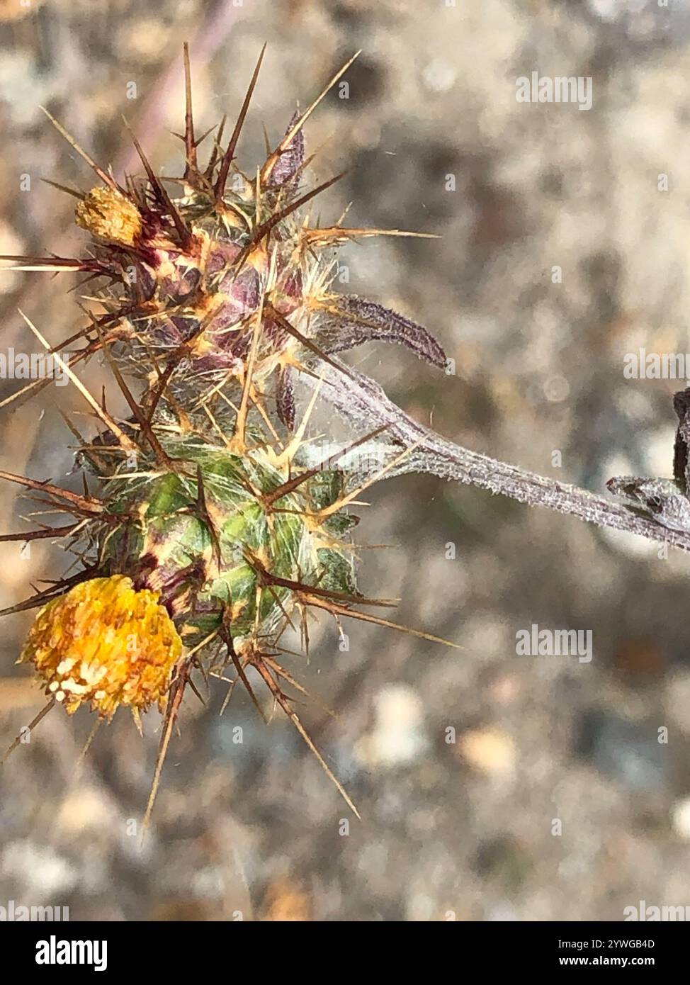 Maltese star-thistle (Centaurea melitensis Stock Photo - Alamy