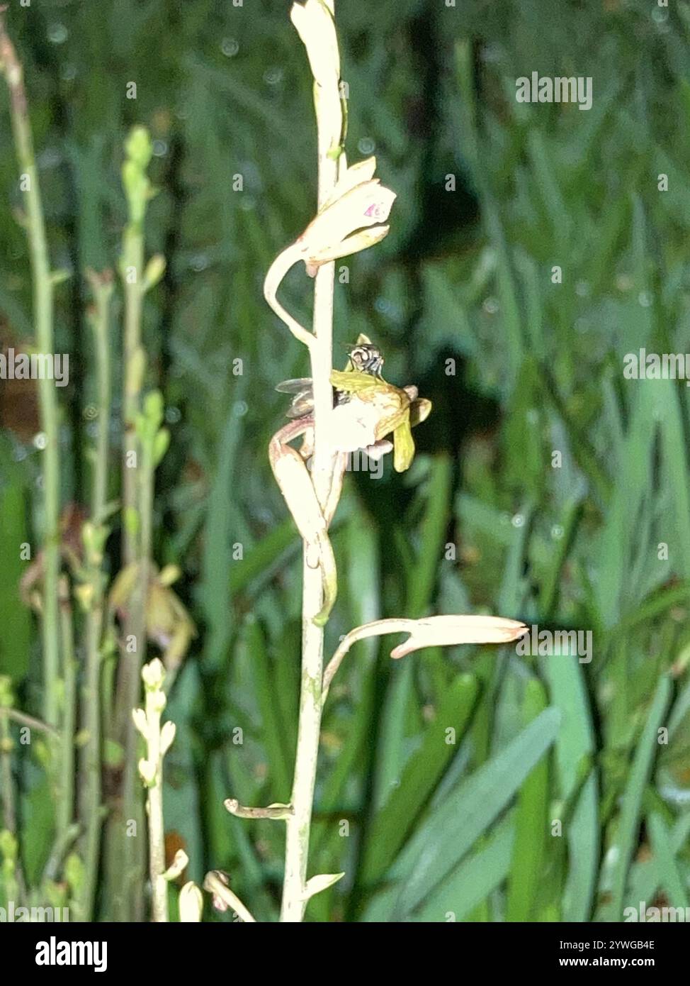 Chinese Crown Orchid (Eulophia graminea Stock Photo - Alamy