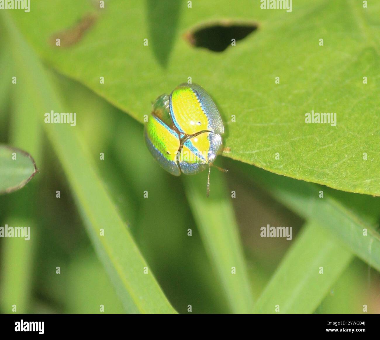 Indian Green Tortoise Beetle (Chiridopsis bipunctata Stock Photo - Alamy
