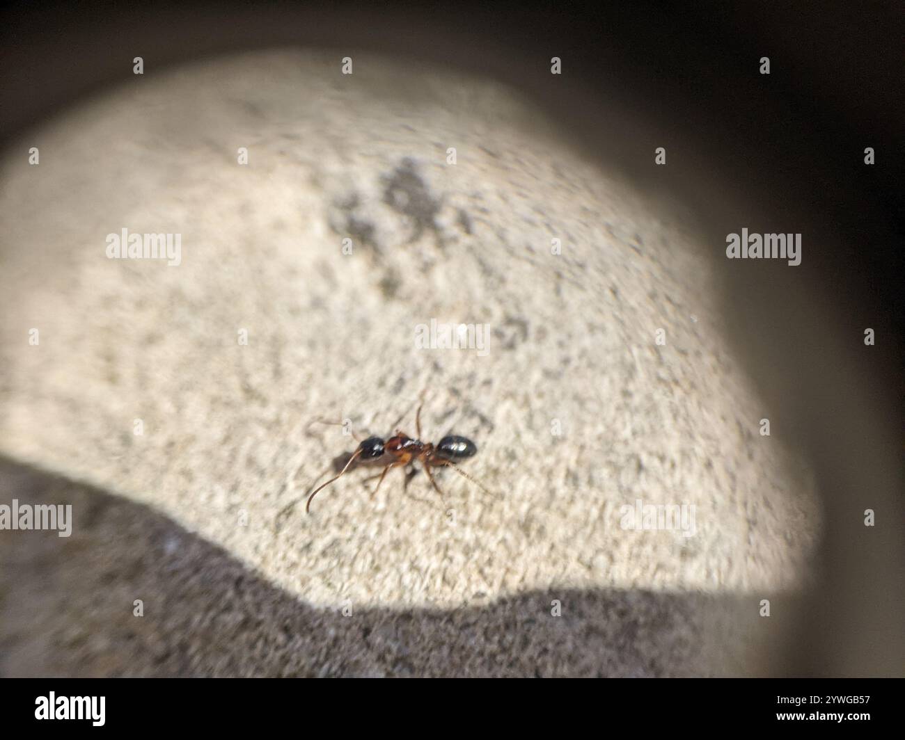 Nearctic Carpenter Ant (Camponotus nearcticus Stock Photo - Alamy