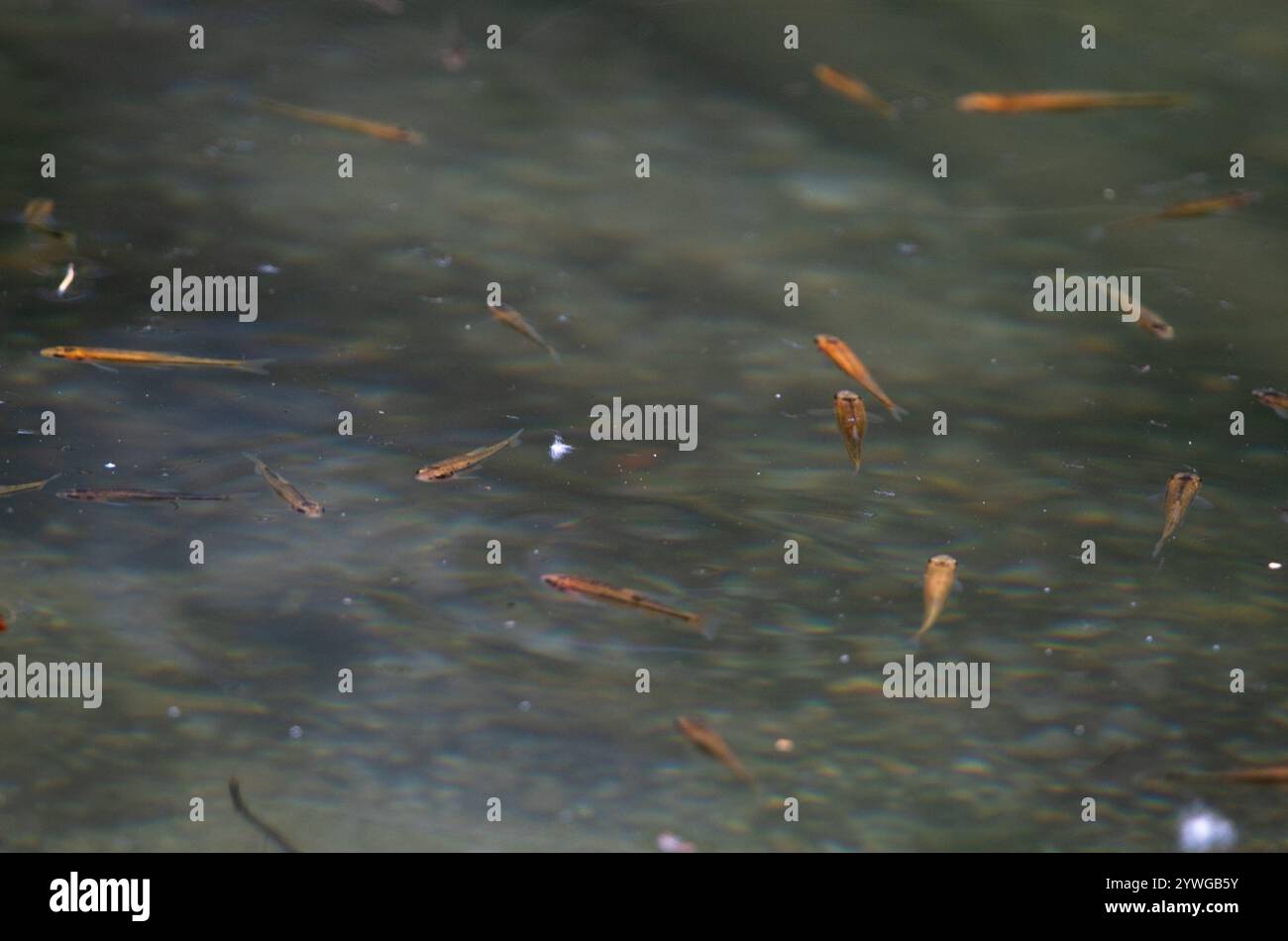 Fathead minnow hi-res stock photography and images - Alamy
