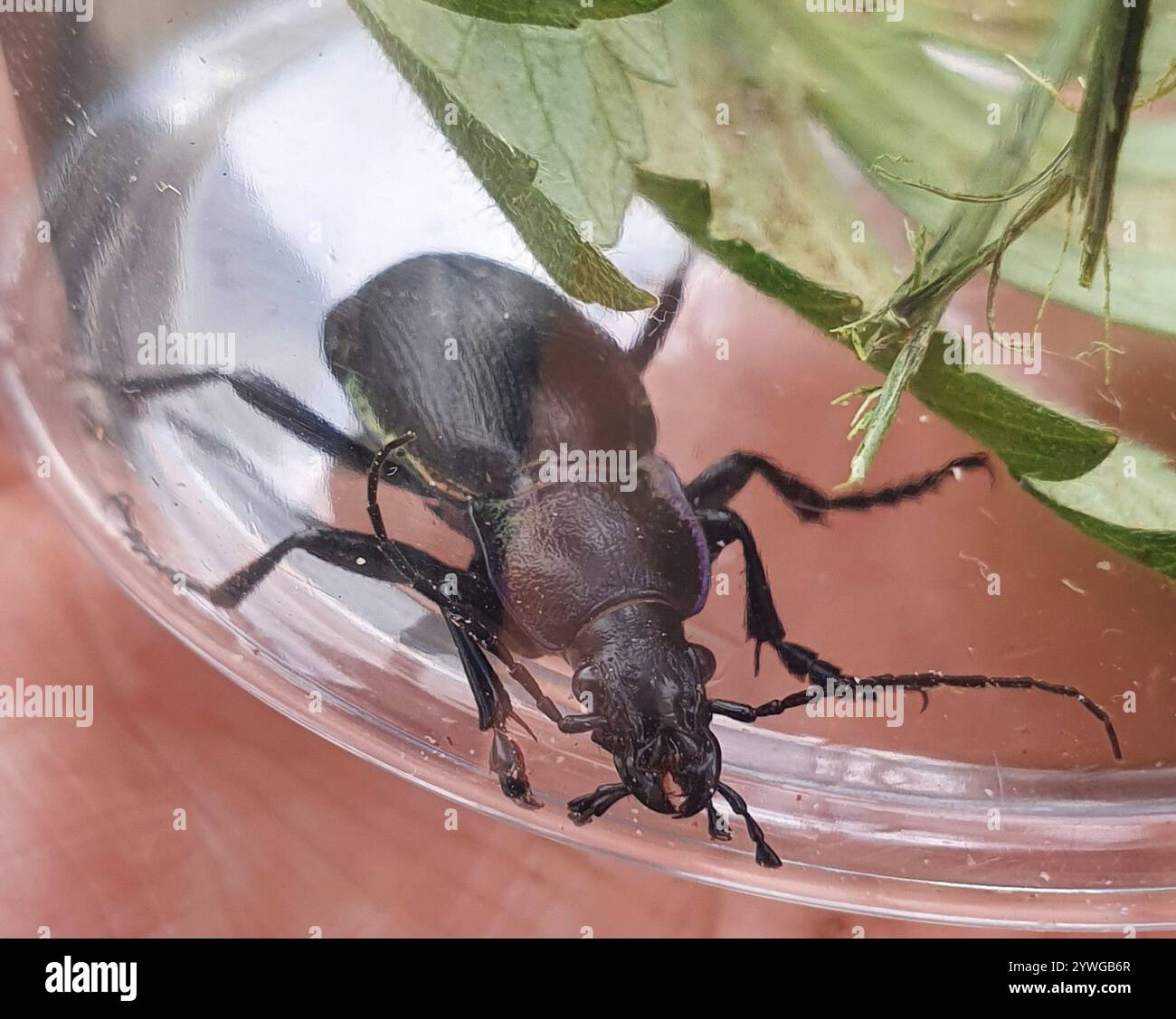 Violet ground beetle (Carabus violaceus Stock Photo - Alamy