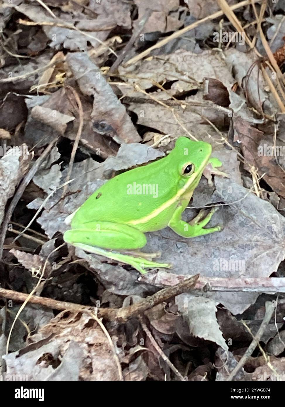 Green Treefrog (Hyla cinerea Stock Photo - Alamy