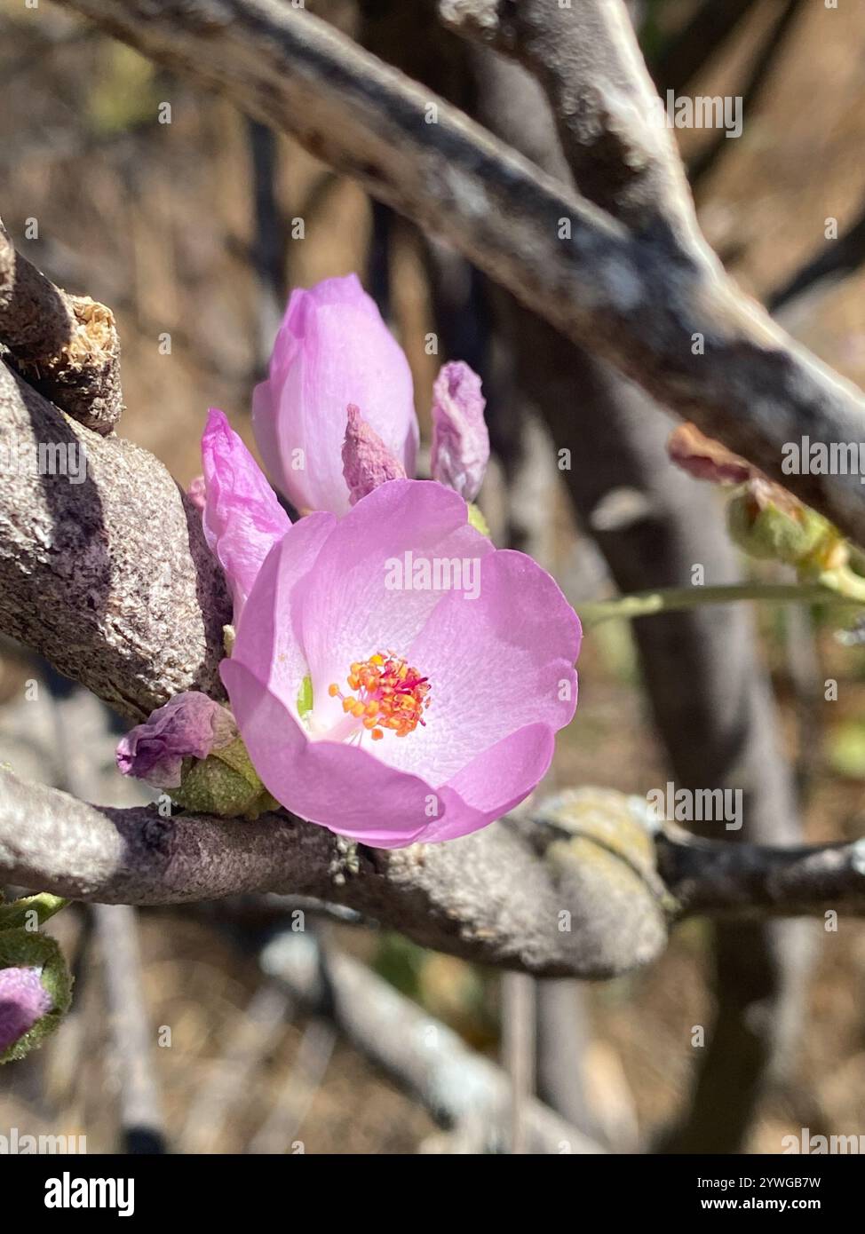 southern coastal bushmallow (Malacothamnus fasciculatus Stock Photo - Alamy