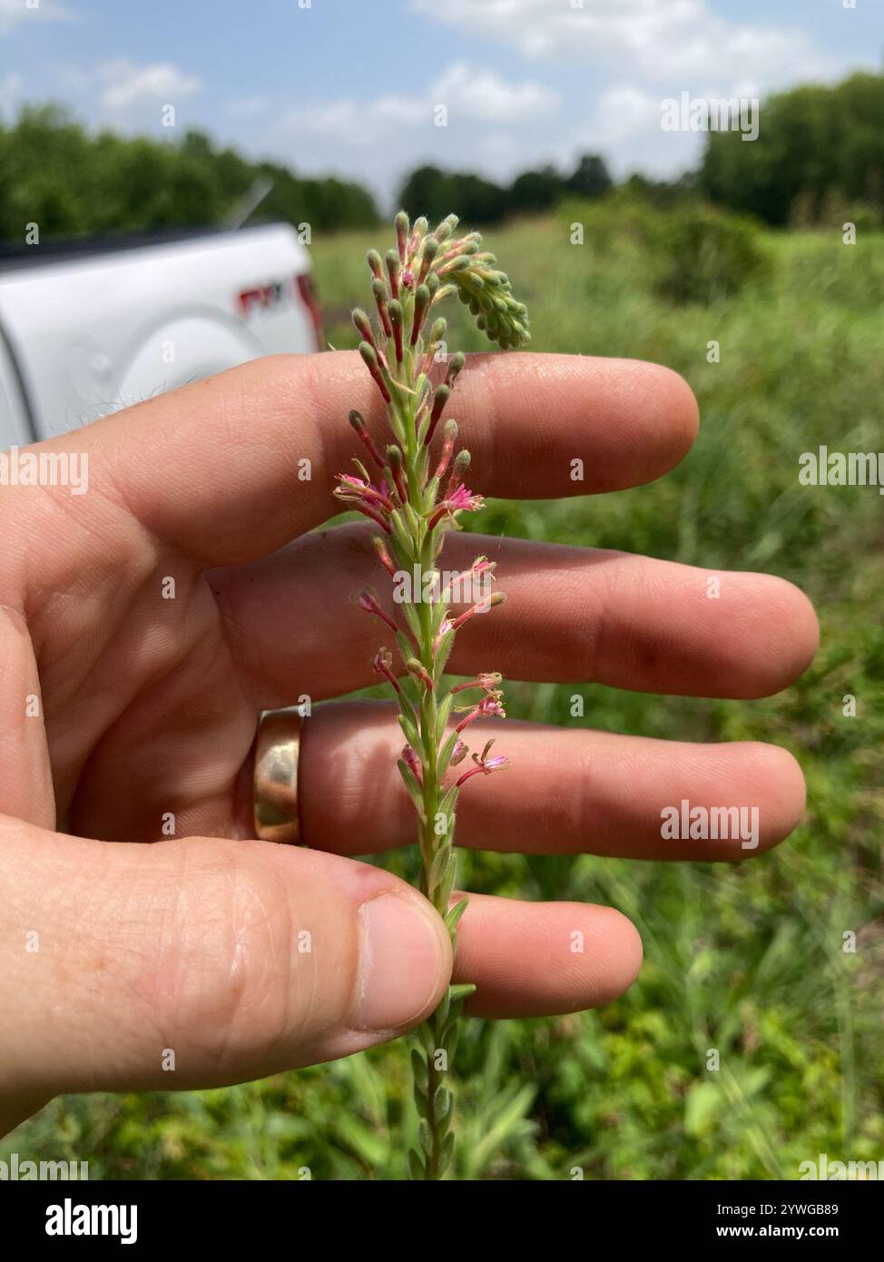 velvetweed (Oenothera curtiflora Stock Photo - Alamy