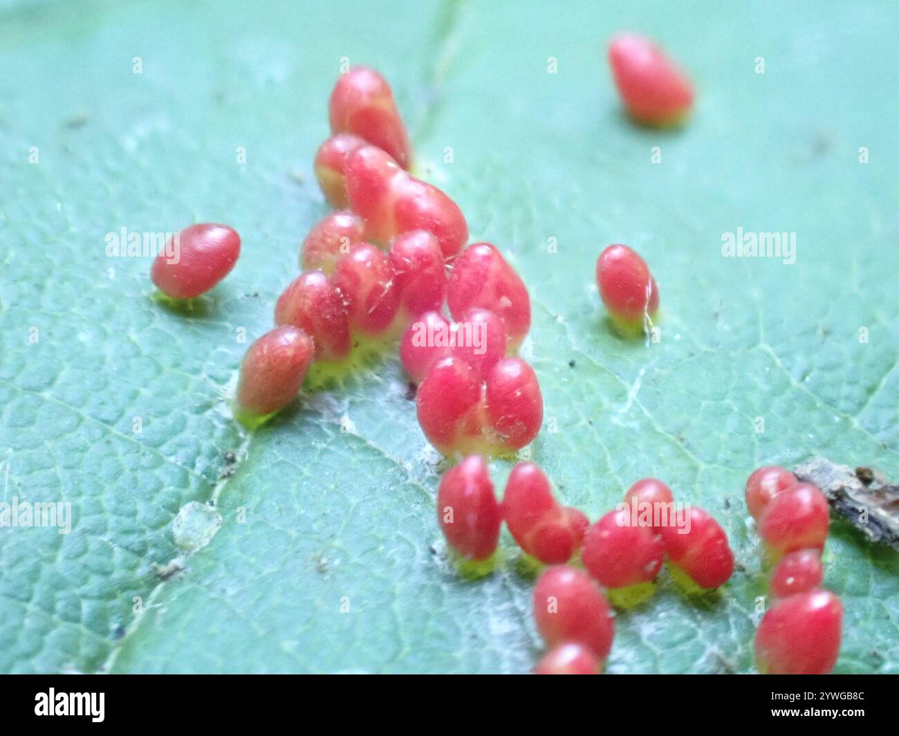 Sycamore Cherry Mite (Aceria cephalonea Stock Photo - Alamy