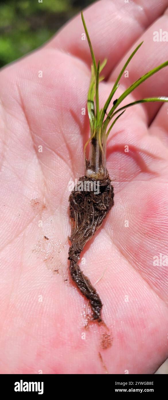 Columbia Quillwort (Isoetes minima Stock Photo - Alamy