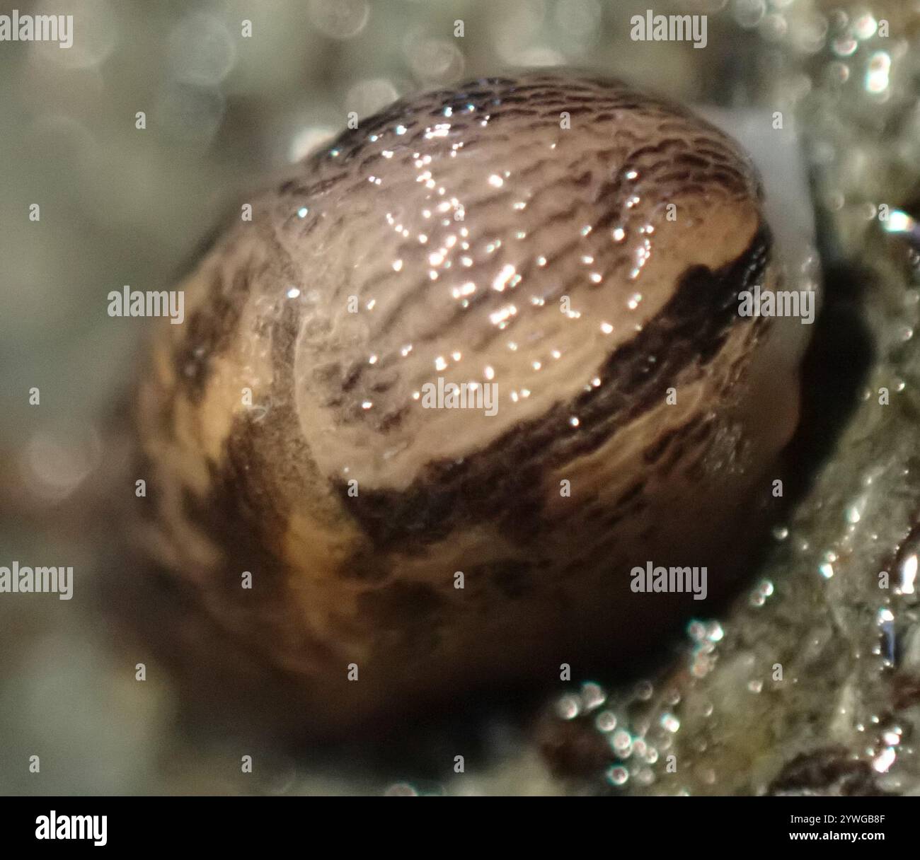 Leopard Slug (Limax maximus Stock Photo - Alamy