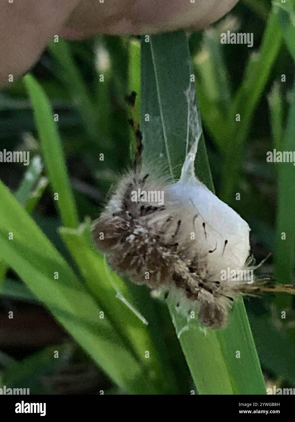 Ants, Bees, Wasps, and Sawflies (Hymenoptera Stock Photo - Alamy