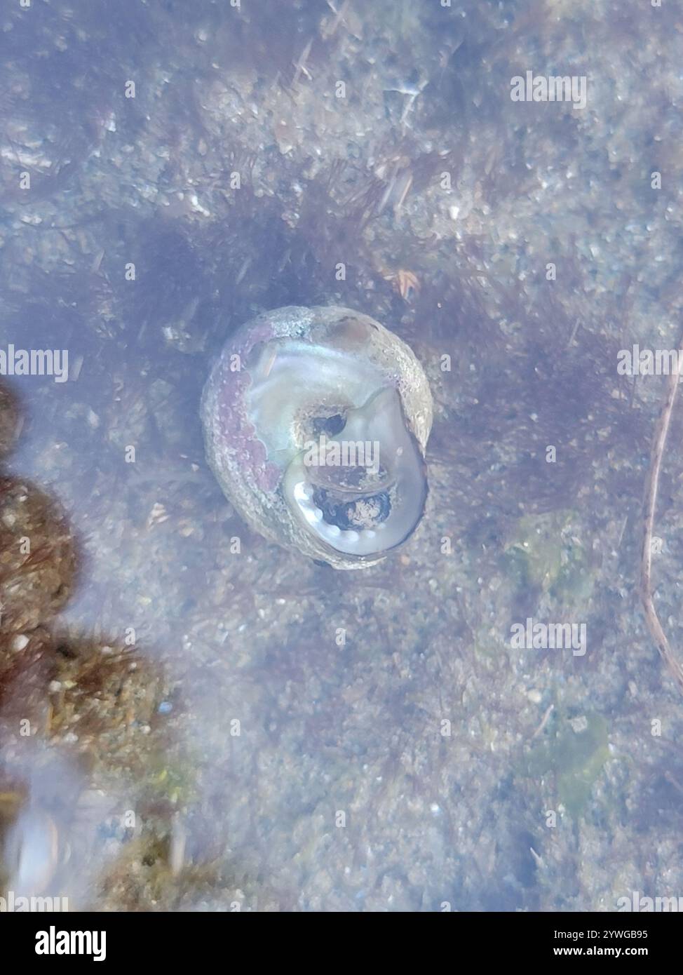 Western Banded Tegula (Tegula eiseni Stock Photo - Alamy