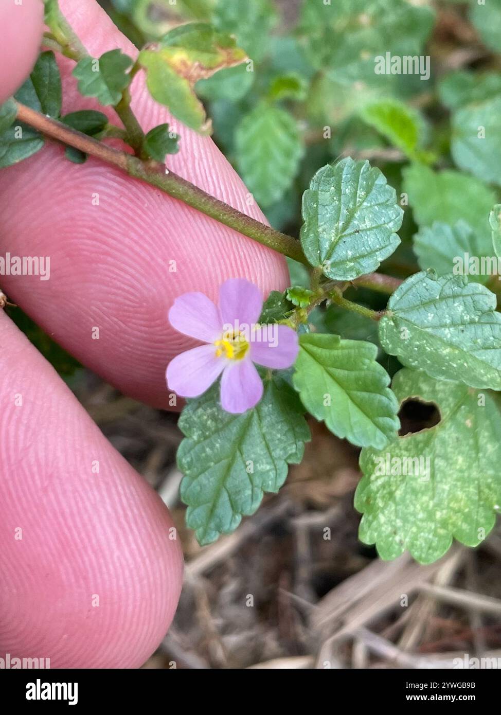 Pyramid Flower (Melochia pyramidata Stock Photo - Alamy
