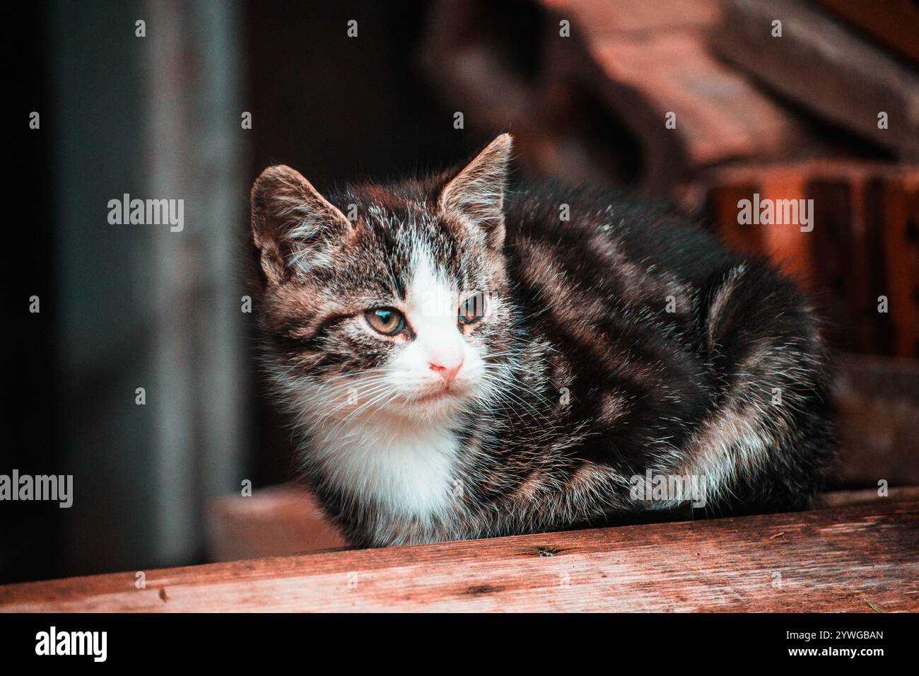Baby cat hi-res stock photography and images - Alamy