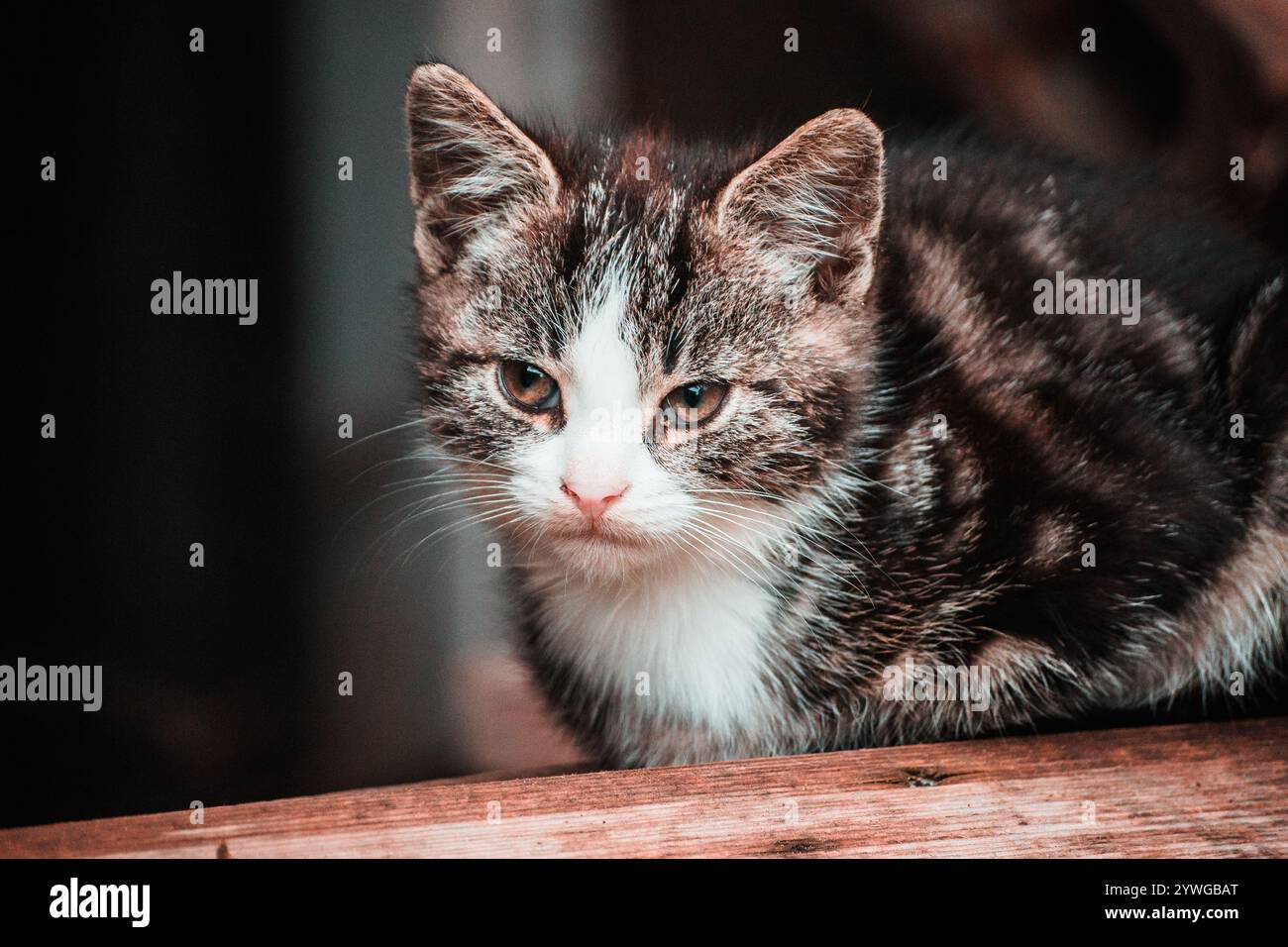tabby baby cat in a barn Stock Photo - Alamy