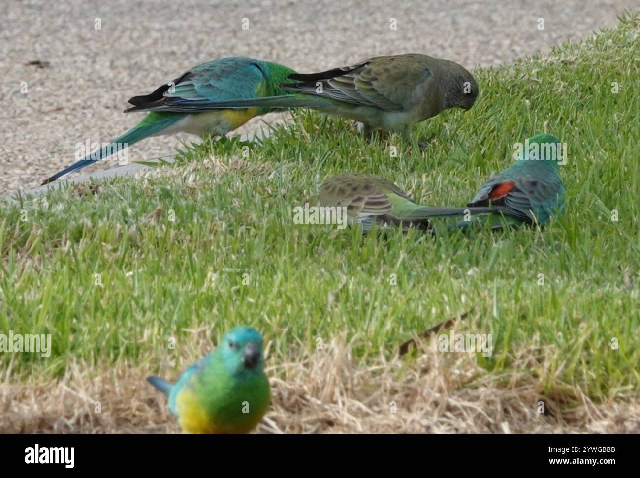 Red-rumped Parrot (Psephotus haematonotus Stock Photo - Alamy