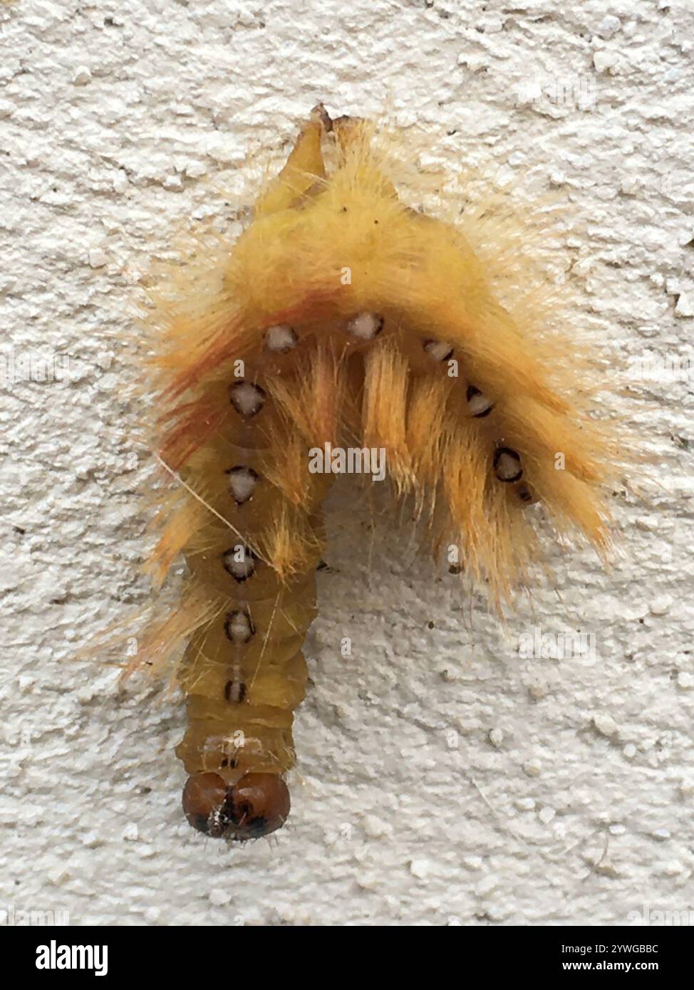 Sycamore Moth (Acronicta aceris Stock Photo - Alamy