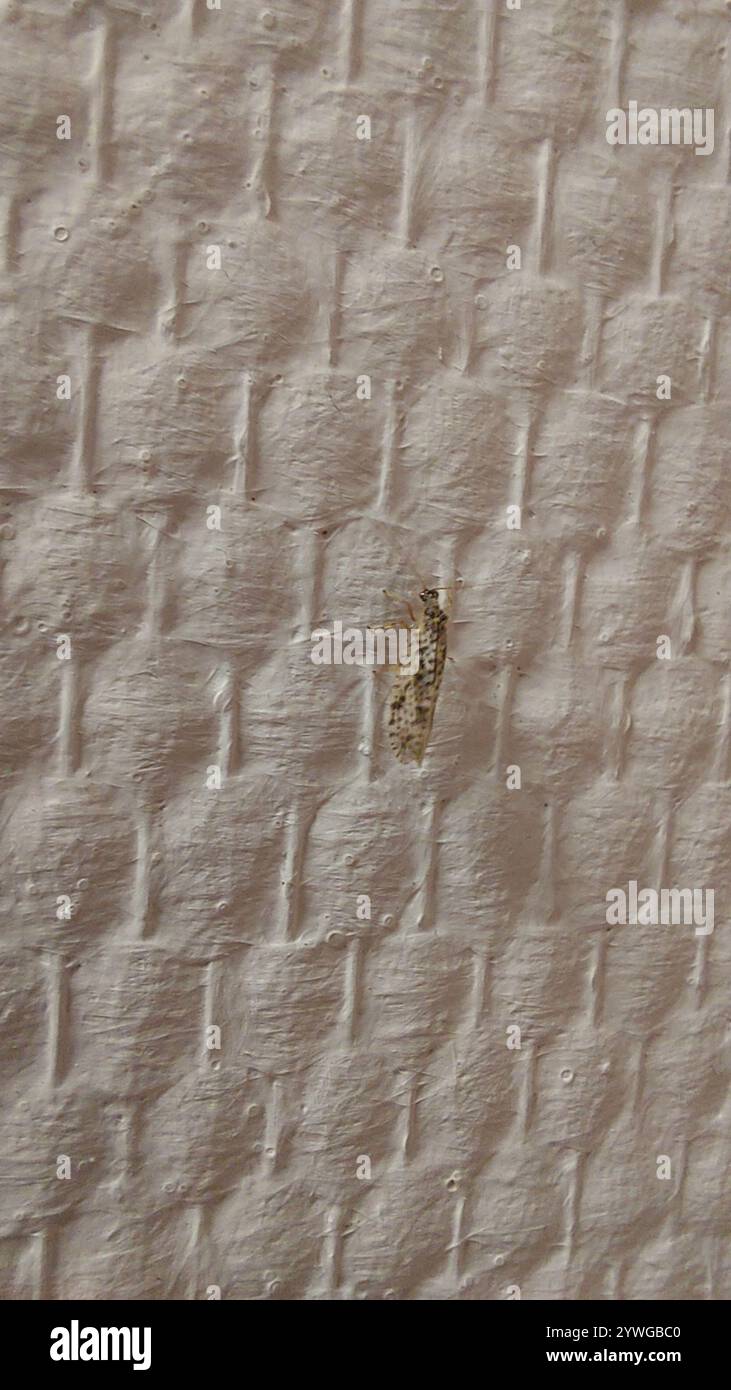 Variegated Brown Lacewing (Micromus variegatus Stock Photo - Alamy