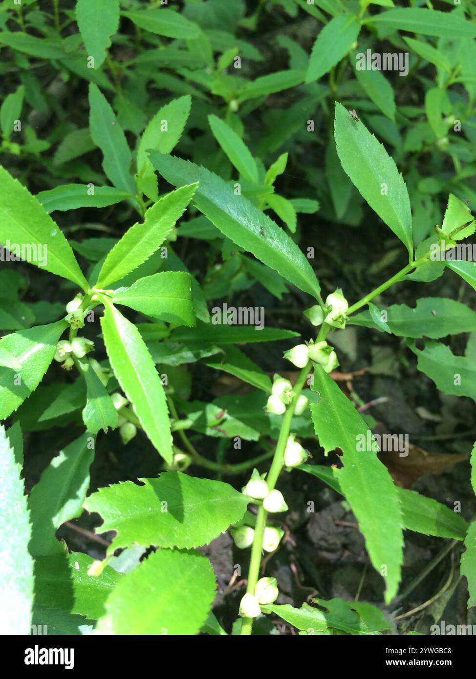marsh mermaidweed (Proserpinaca palustris Stock Photo - Alamy