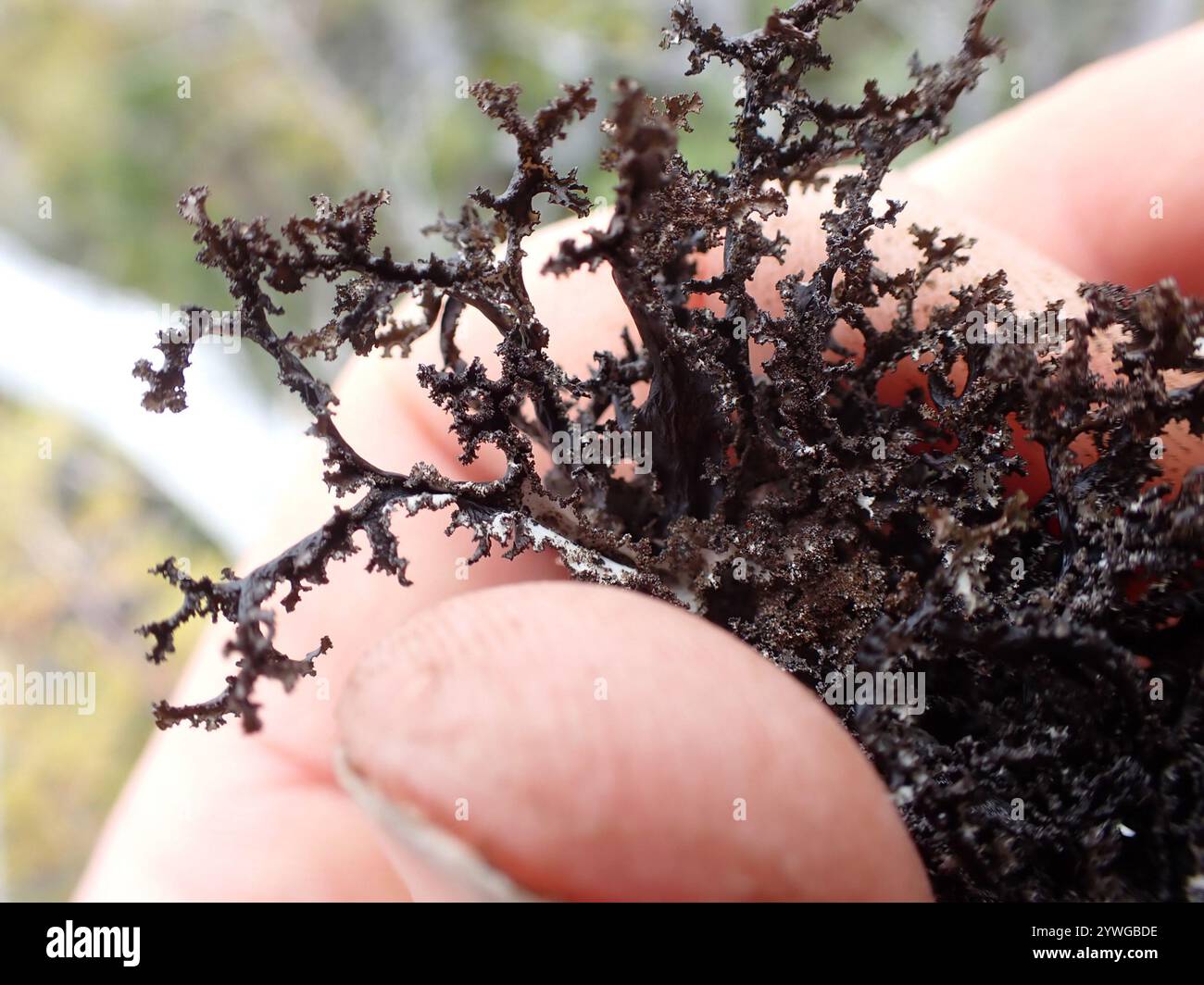 Ascomycete Fungi (Ascomycota Stock Photo - Alamy